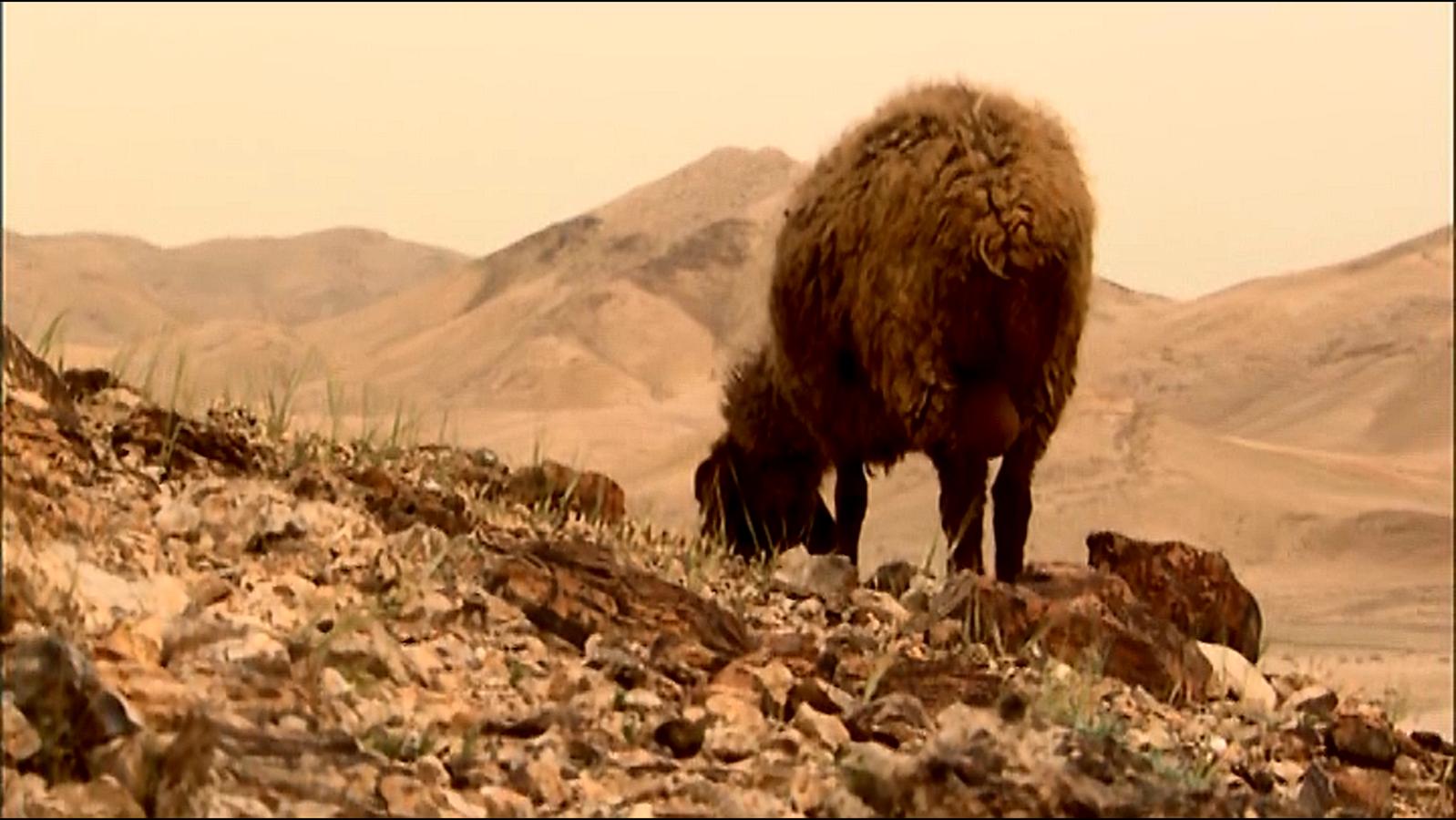 Green Pastures: Psalm 23 | Impartial Christian Ministries