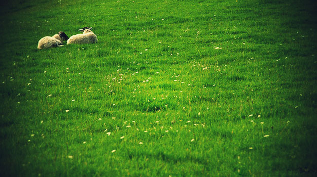 Green Pastures: Psalm 23 | Impartial Christian Ministries